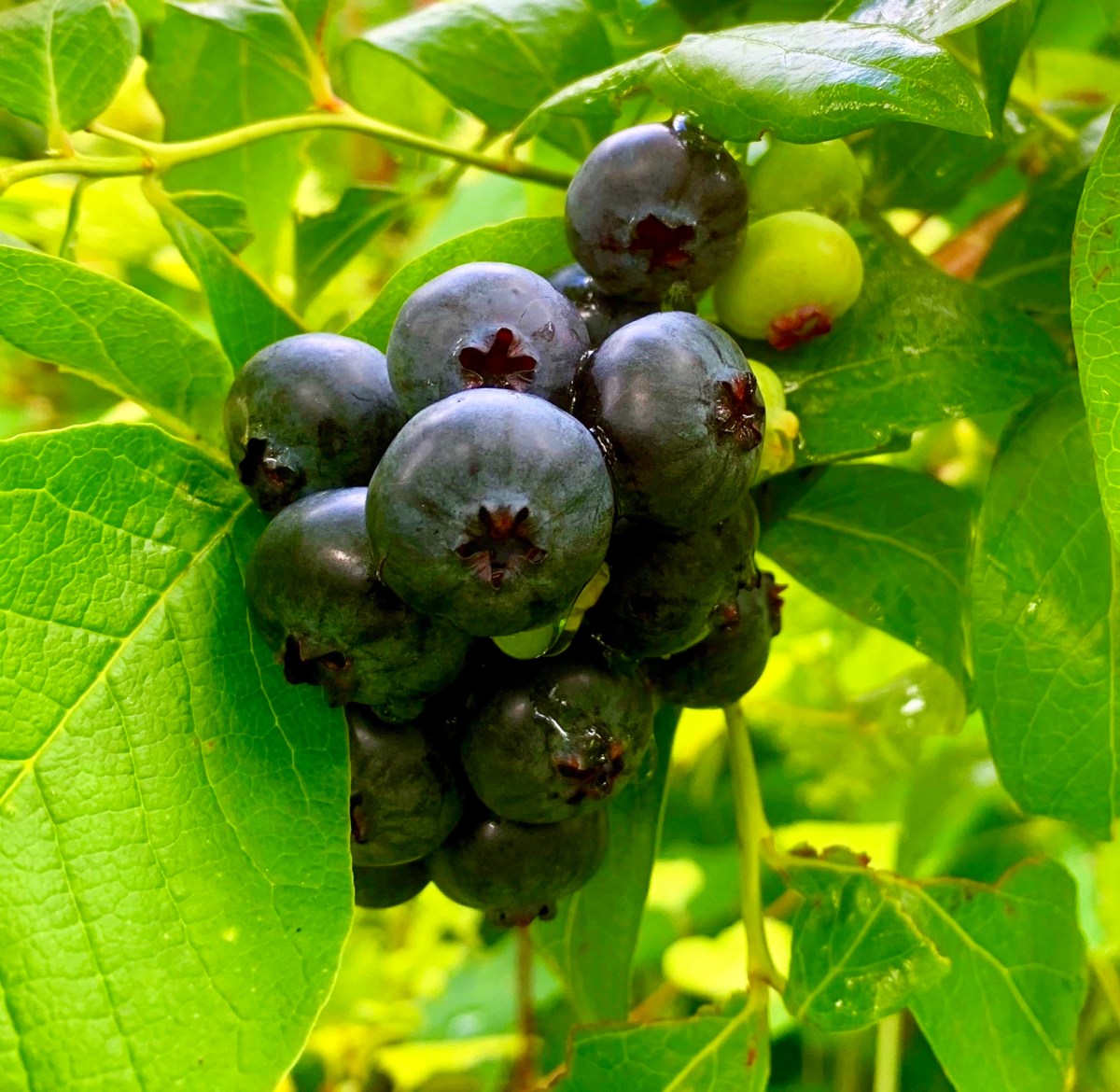 Starta köksträdgården – Blomsterkungen & Älvan